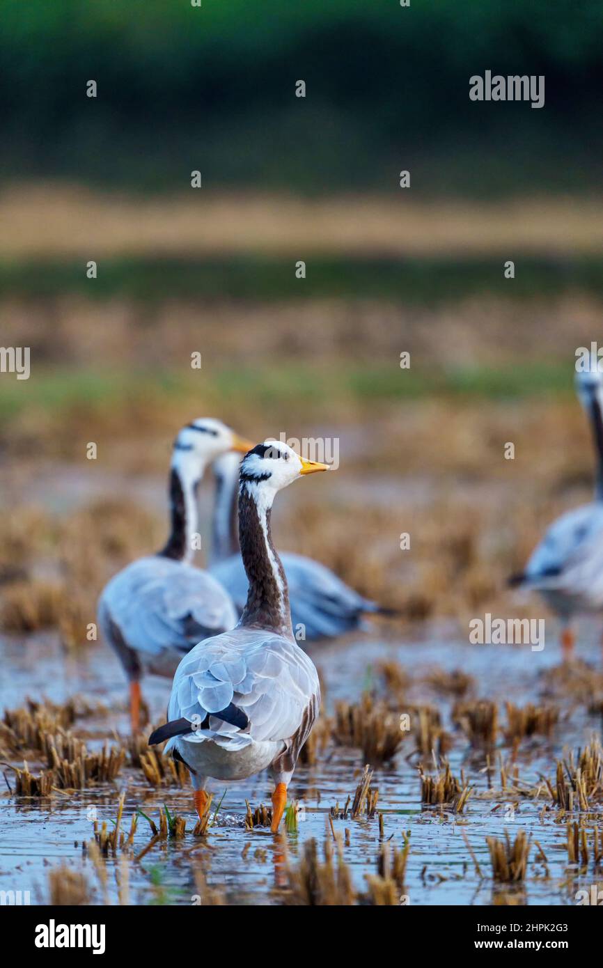 Bar Headed goose in their natural habitat. The grey colored bird is ...
