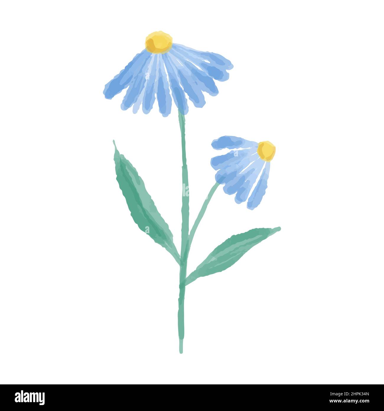 Hand drawn illustration of a blue wild flower. Daisy painted in ...