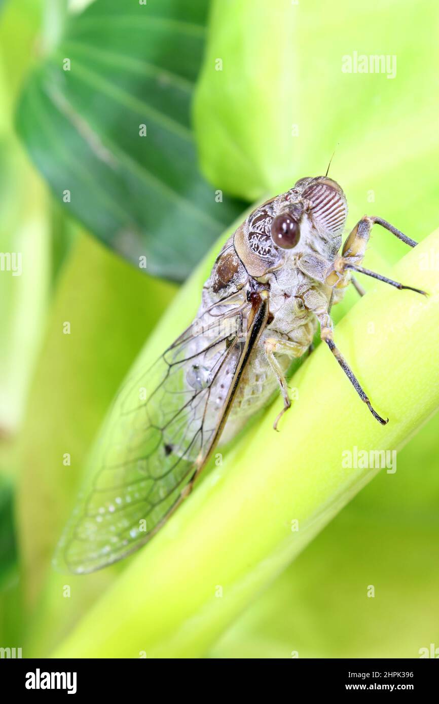 Giant cicada hi-res stock photography and images - Alamy