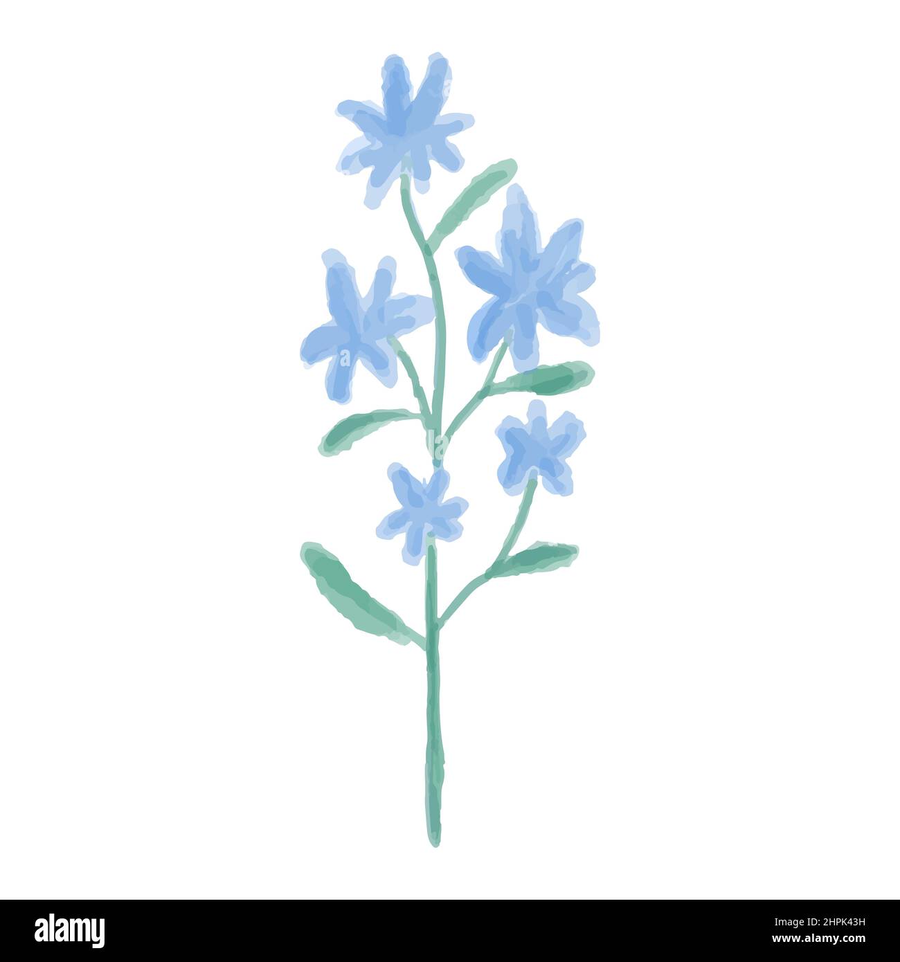 Hand drawn illustration of a blue wild flower. Bluebell painted in ...