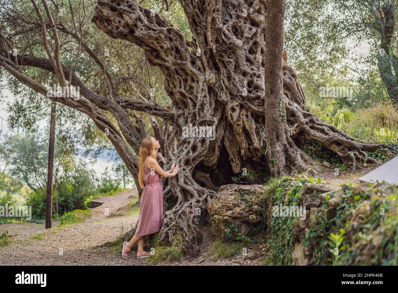woman tourist looking at 2000 years old olive tree: Stara Maslina in ...