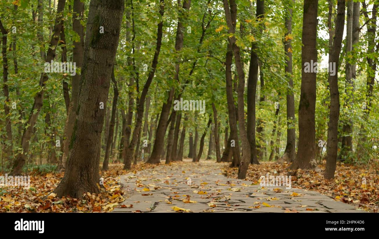 Yellow dry fall leaves, walkway path in forest. Pathway in autumn maple ...