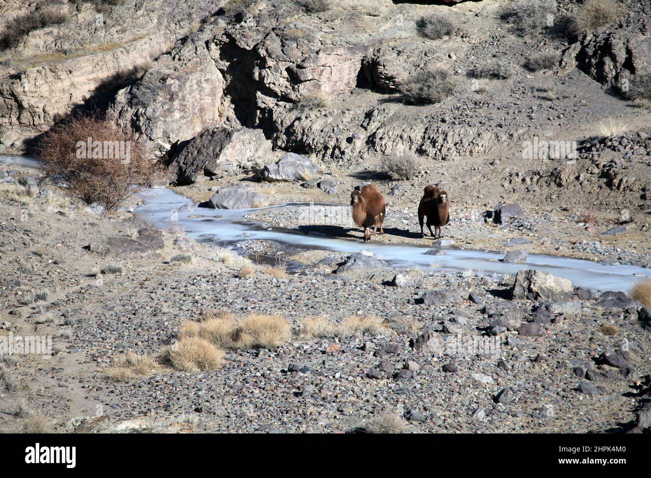 Snow mountain camel shadow Stock Photo - Alamy