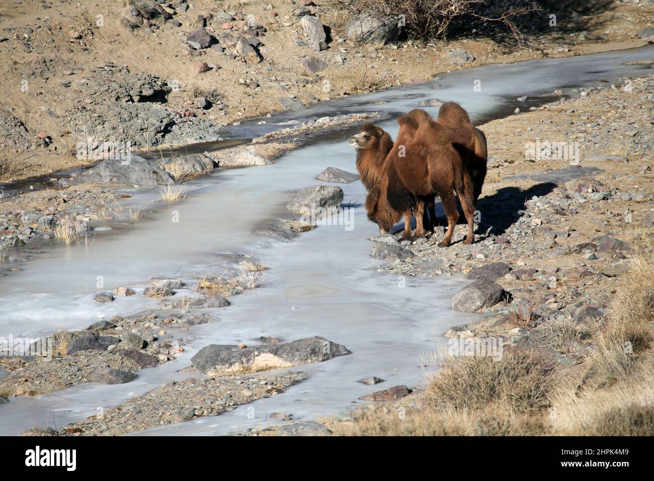 Snow mountain camel shadow Stock Photo - Alamy