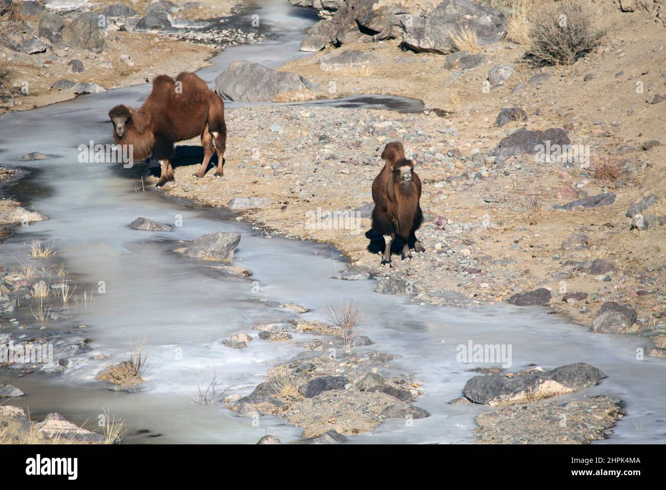 Snow mountain camel shadow Stock Photo - Alamy