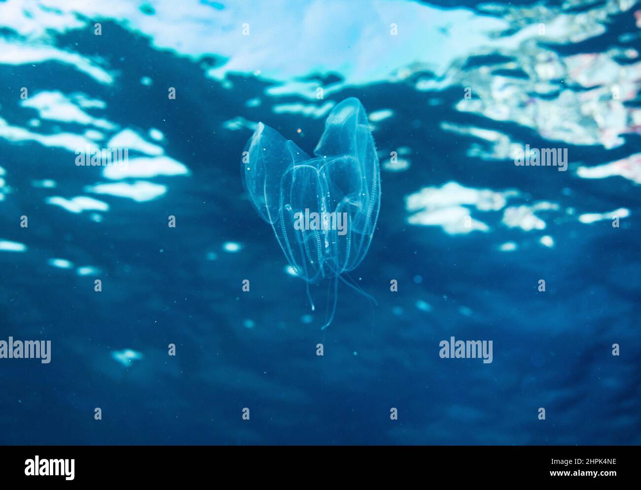 Mnemiopsis leidyi, the warty comb jelly (sea walnut Stock Photo - Alamy