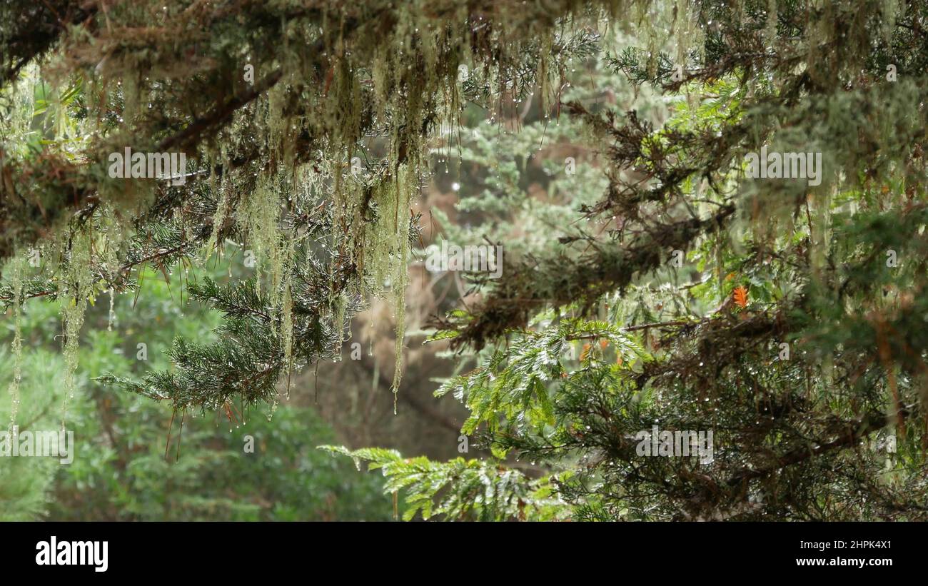 Lace lichen moss hanging, tree branches in foggy misty forest. Surreal ...