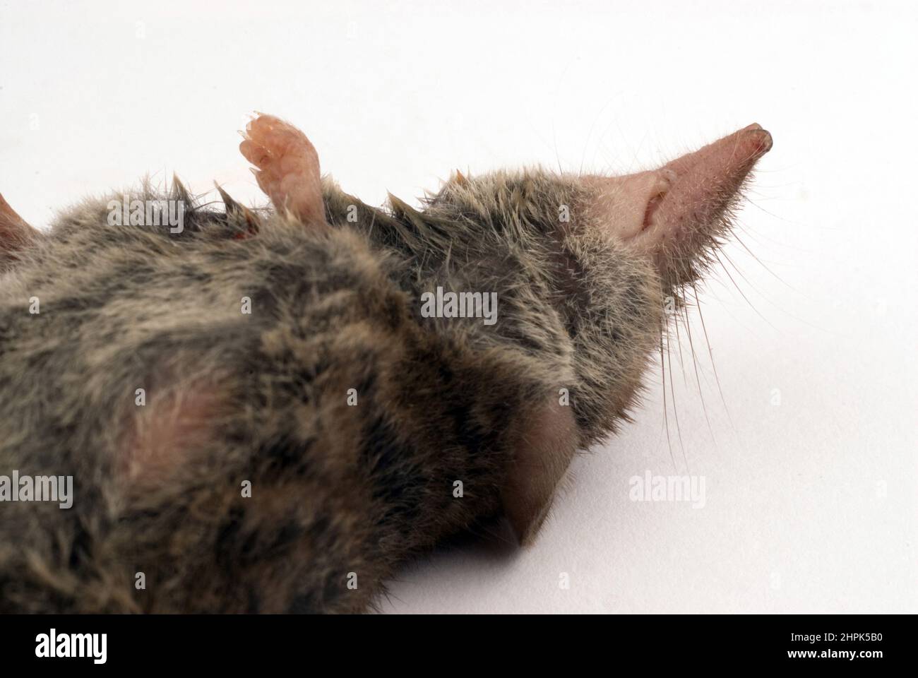Studio photo of a shrew on a white background Stock Photo - Alamy
