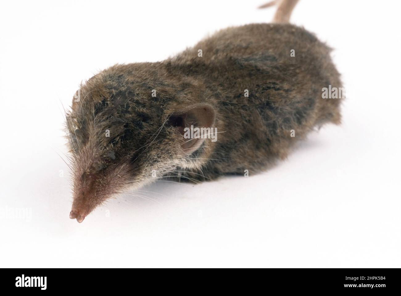 Studio photo of a shrew on a white background Stock Photo - Alamy