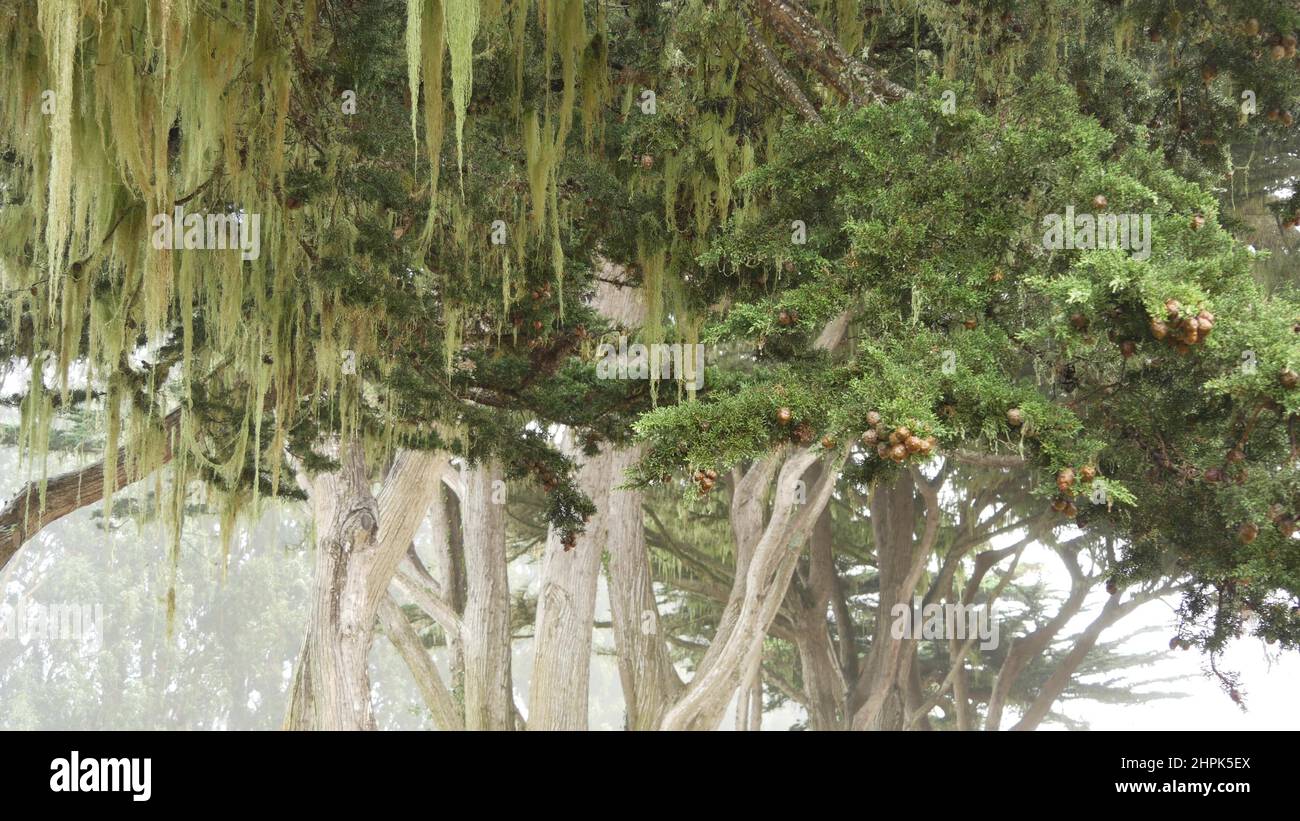 Lace lichen moss hanging, tree branches in foggy misty forest. Surreal ...