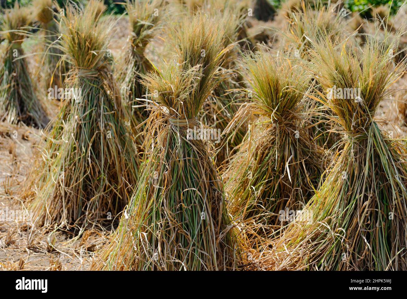 Rice haystack rice crops Stock Photo - Alamy
