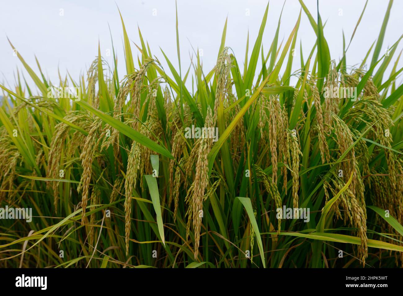 Rice grain crops Stock Photo - Alamy