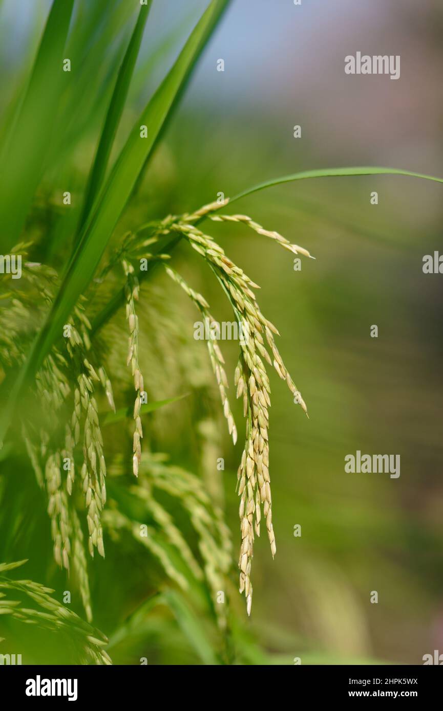 Rice grain crops Stock Photo - Alamy