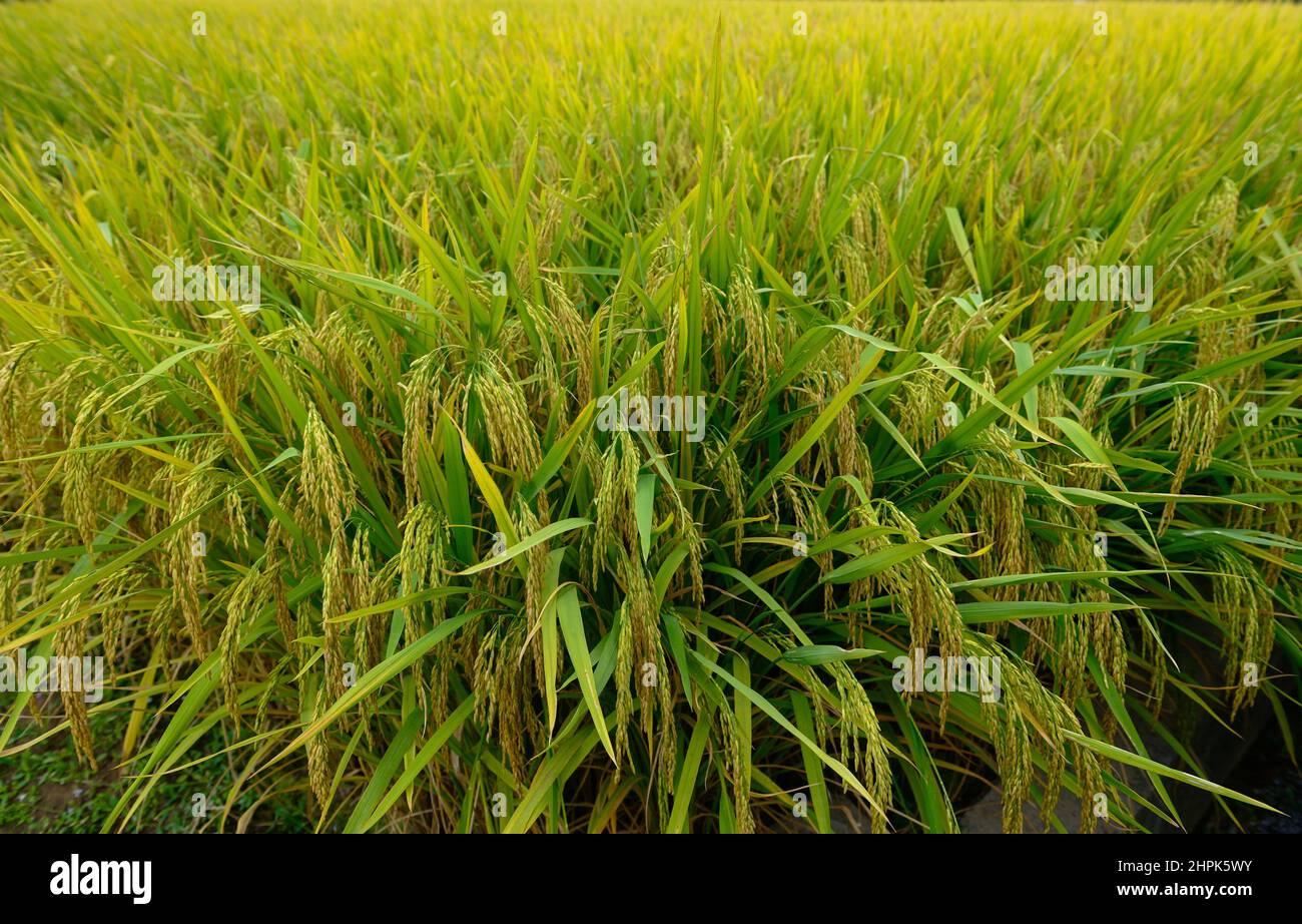 Rice grain crops Stock Photo - Alamy