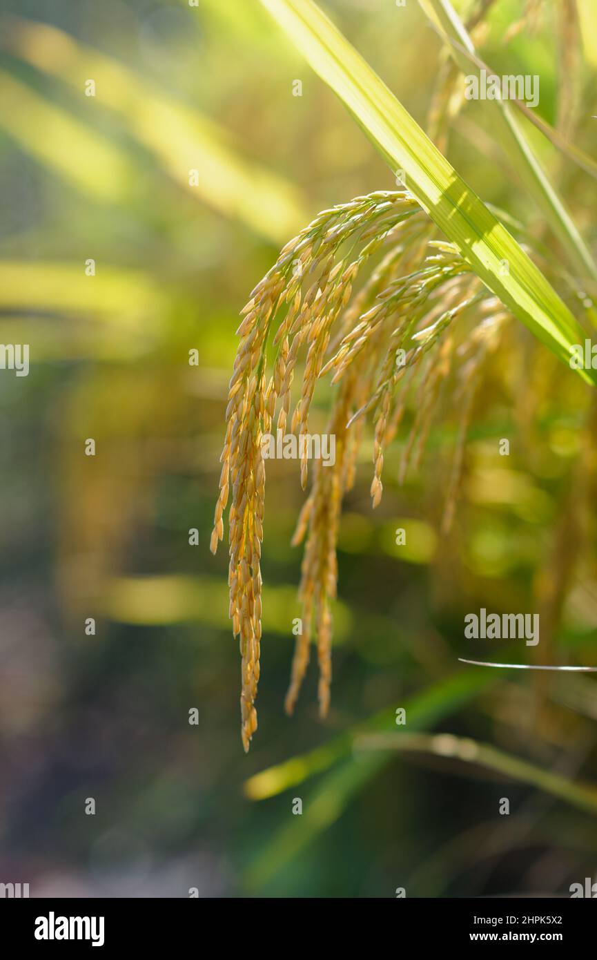 Rice grain crops Stock Photo - Alamy