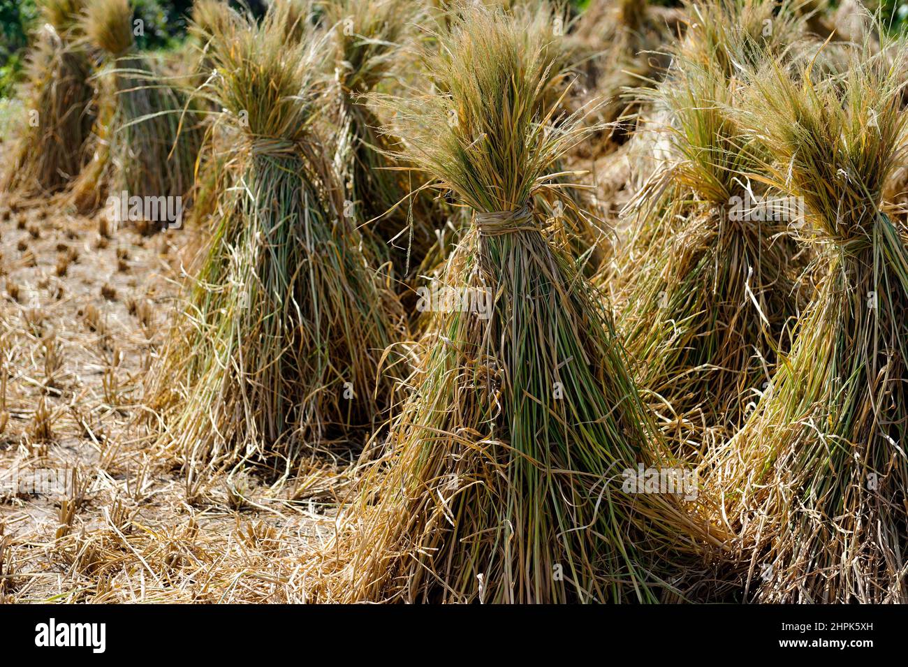 Rice haystack rice crops Stock Photo - Alamy