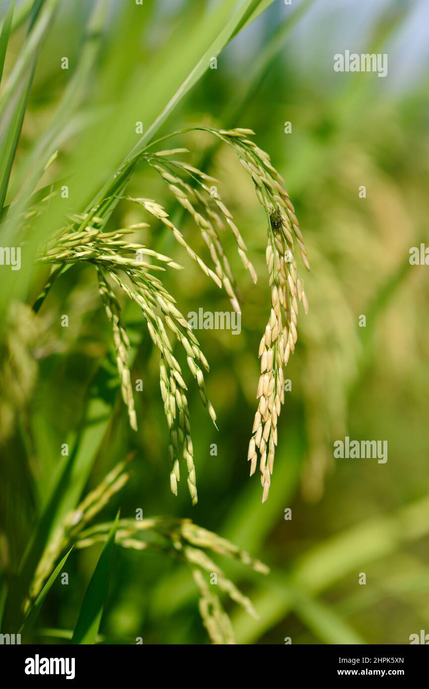 Rice grain crops Stock Photo - Alamy