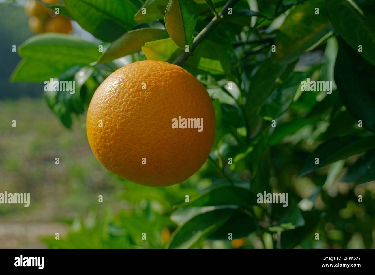 Harvest navel orange hi-res stock photography and images - Alamy
