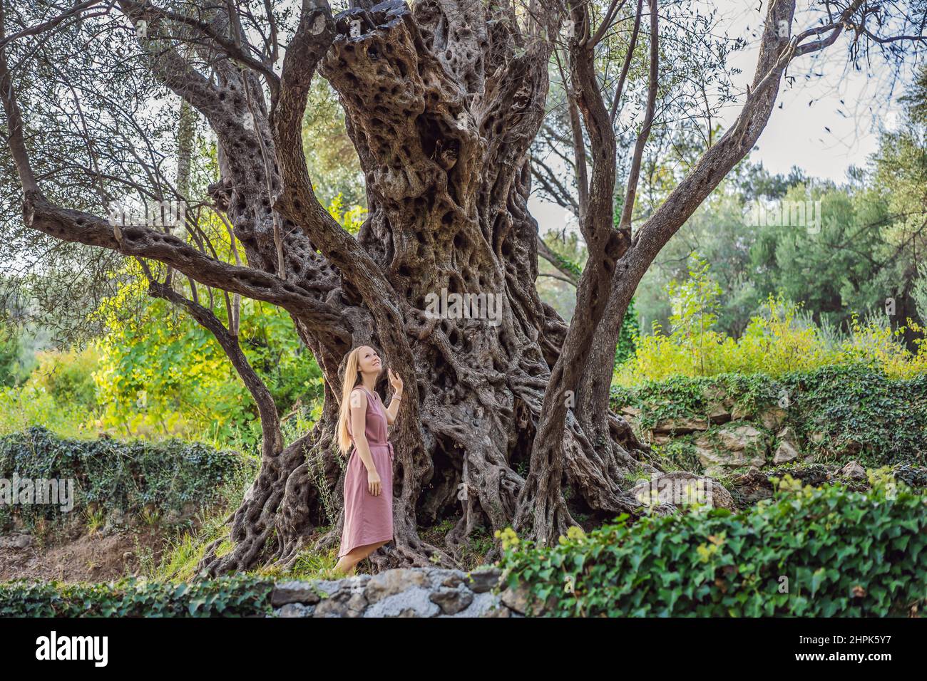 woman tourist looking at 2000 years old olive tree: Stara Maslina in ...
