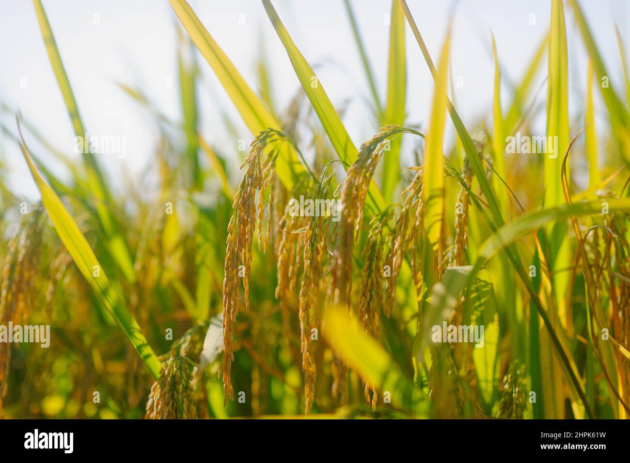 Rice grain crops Stock Photo - Alamy