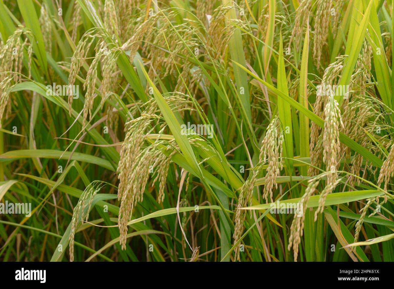 Rice grain crops Stock Photo - Alamy
