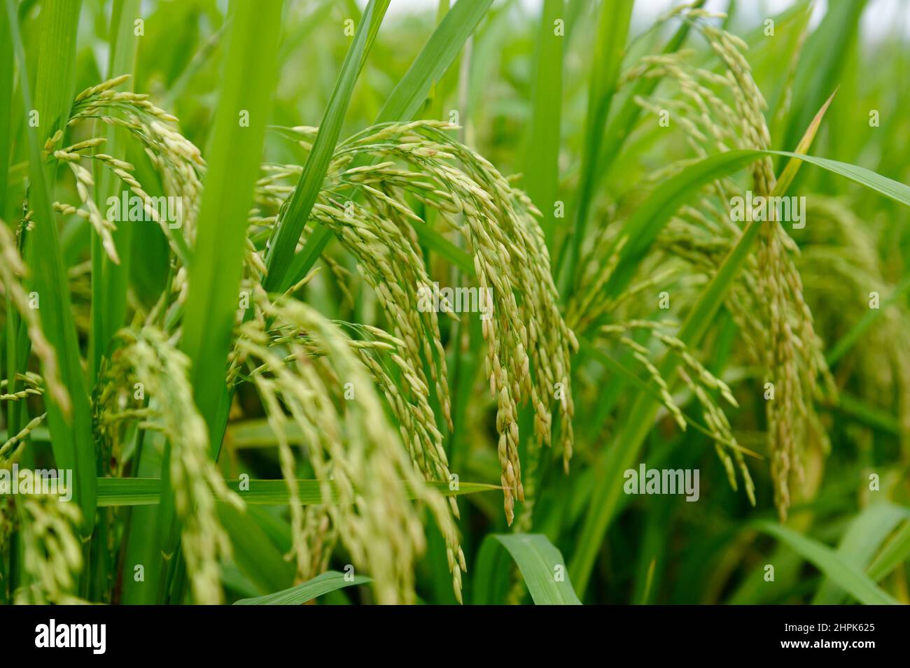 Rice grain crops Stock Photo - Alamy