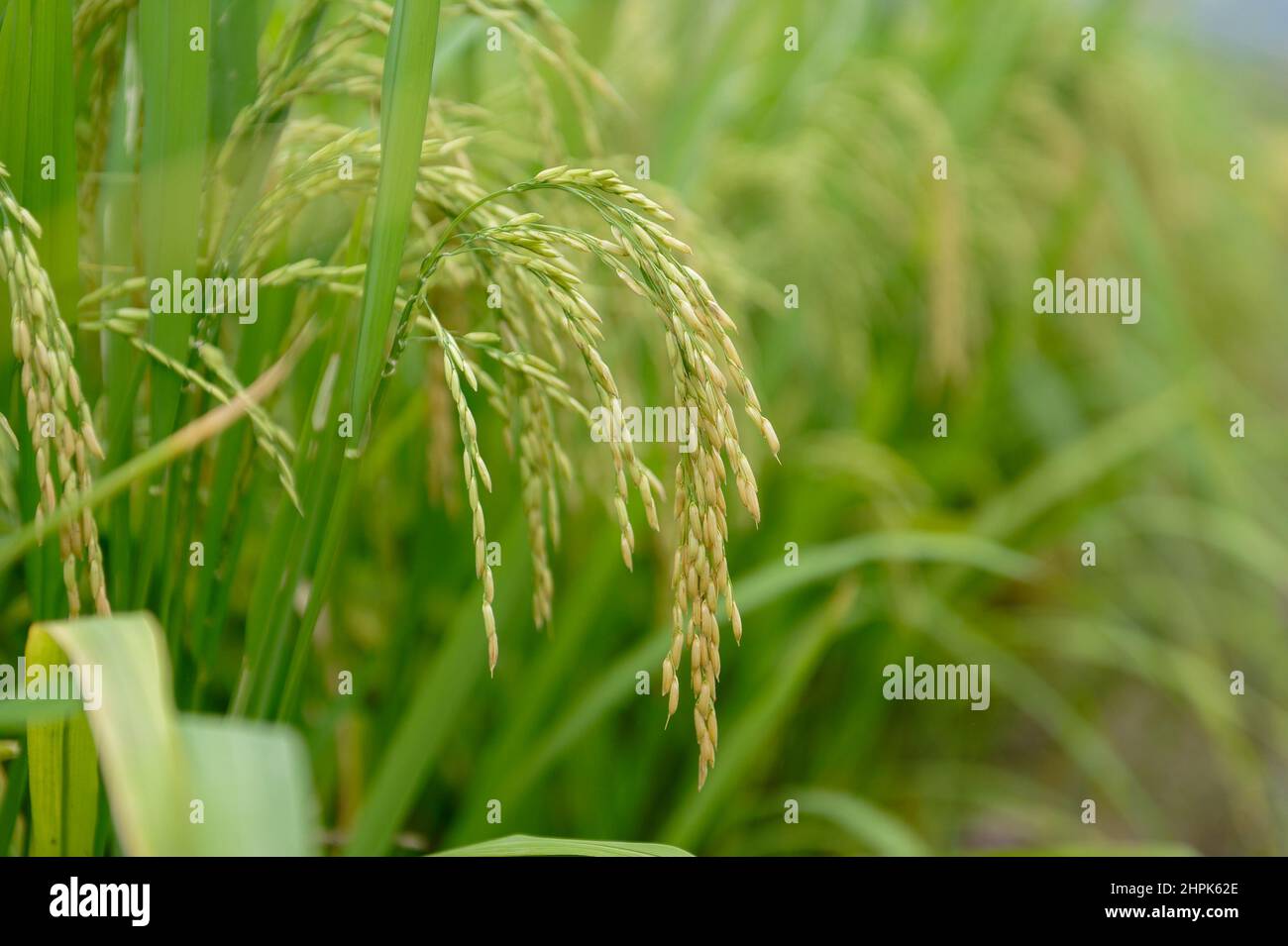 Rice grain crops Stock Photo - Alamy