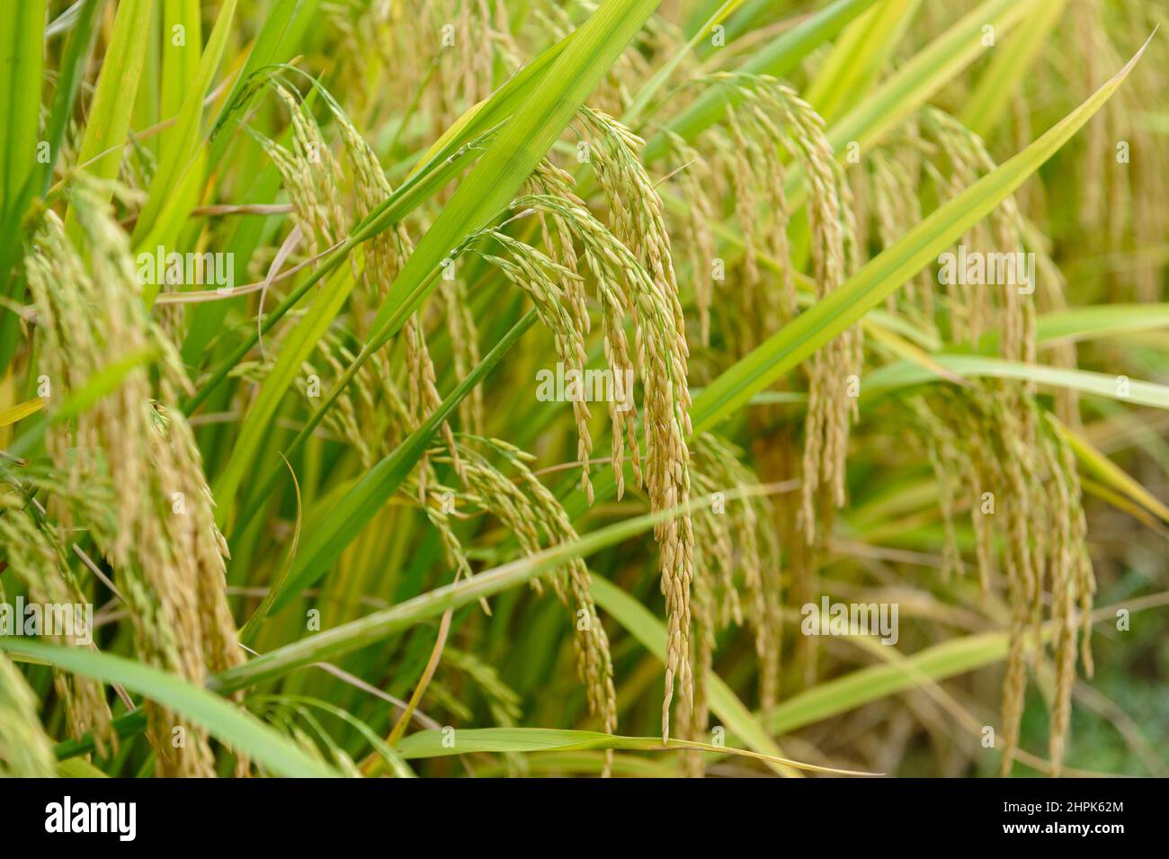 Rice grain crops Stock Photo - Alamy