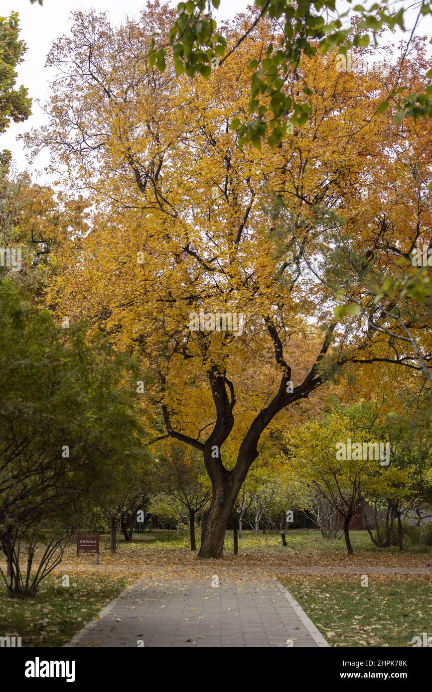 Ginkgo biloba maple leaves hi-res stock photography and images - Alamy