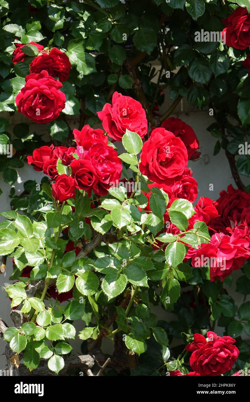Beautiful red roses (rosa, rosaceae) growing in Othmarschen, Hamburg ...