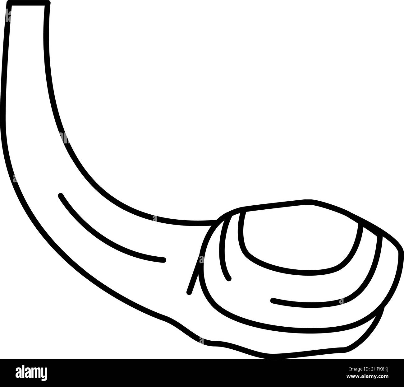 geoduck pacific clam line icon vector illustration Stock Vector Image ...