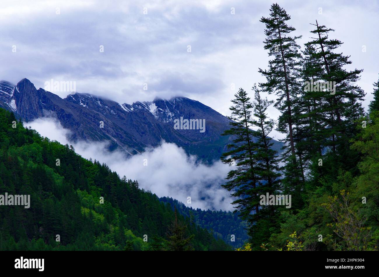 Sichuan jiuzhaigou snowy mountains and virgin forest Stock Photo - Alamy