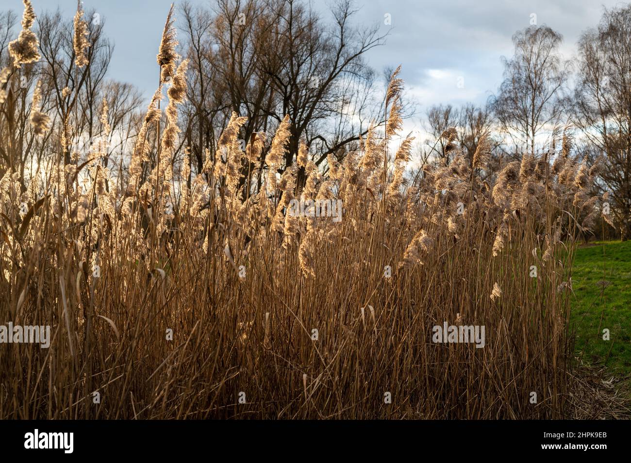 Tree trees reeds hi-res stock photography and images - Alamy