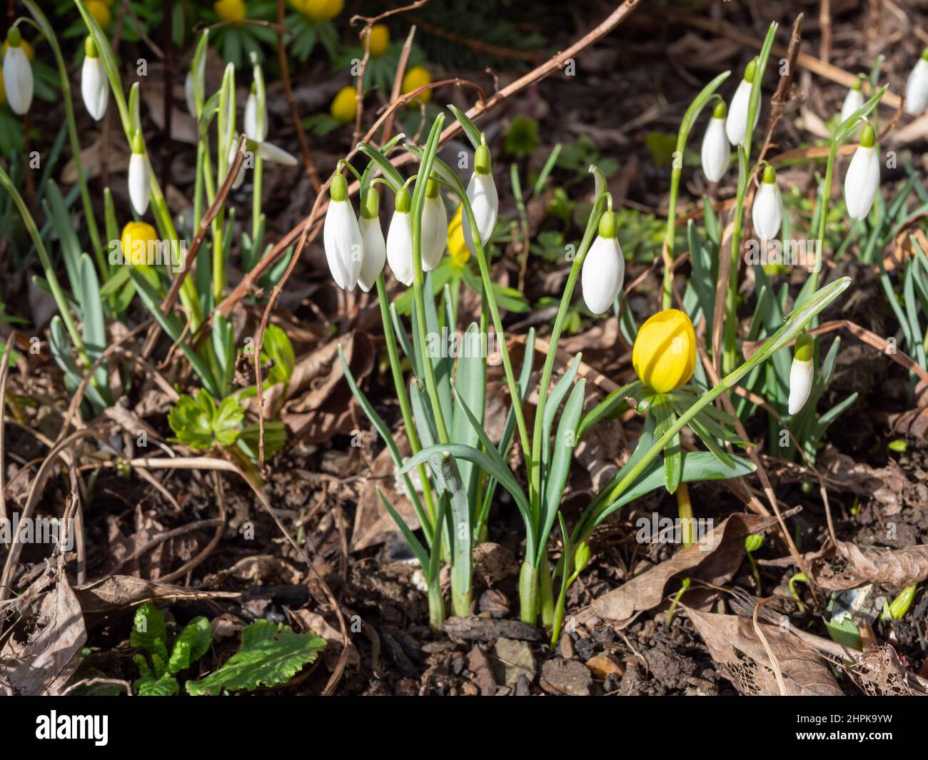 Snowdrops early crocus galanthus hi-res stock photography and images ...