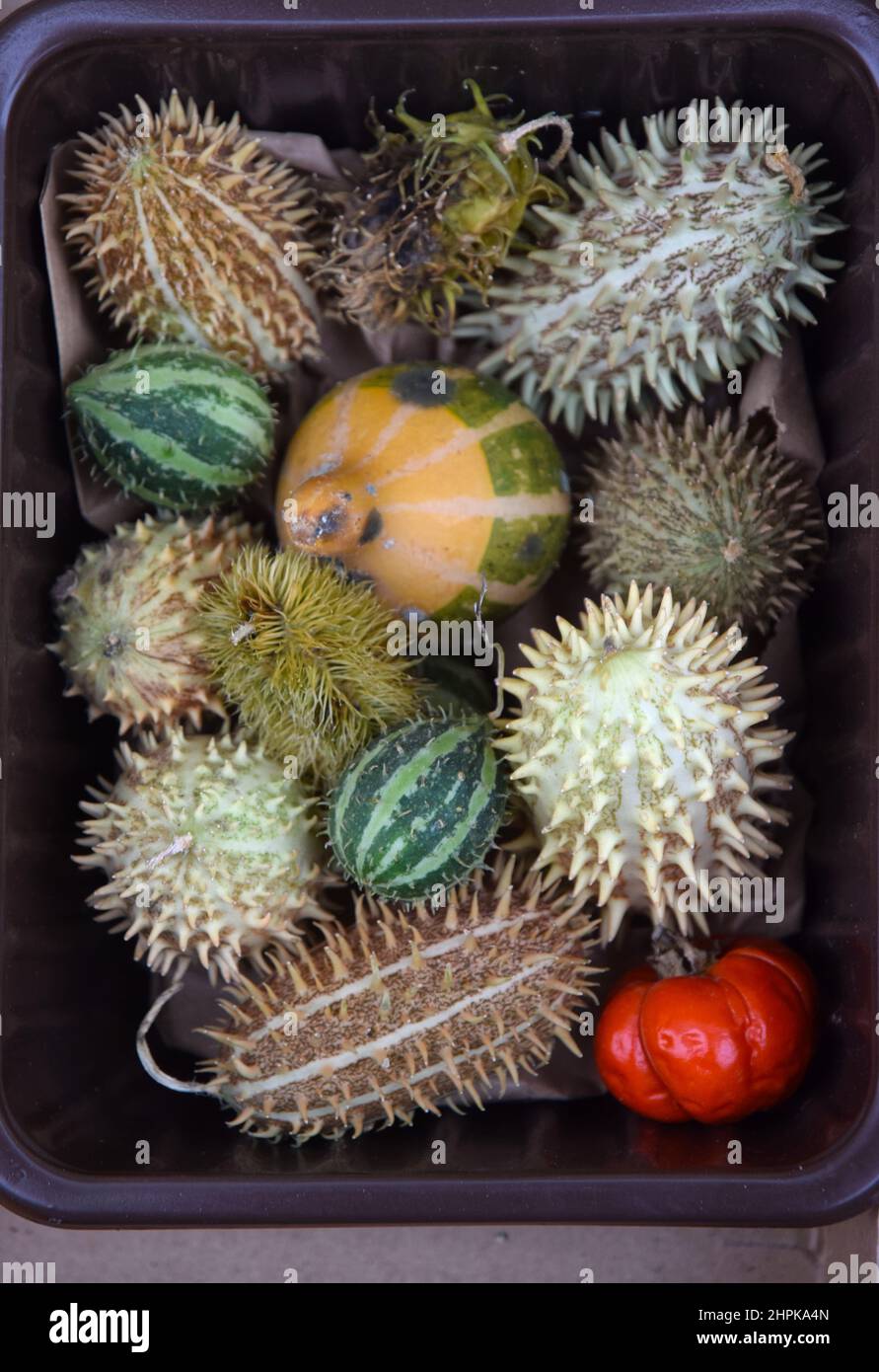 group of various squash, england Stock Photo - Alamy