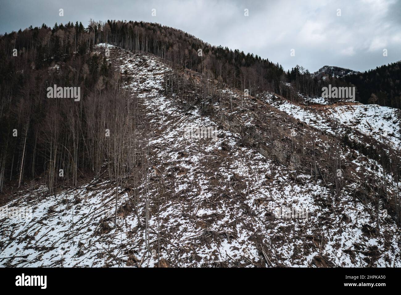 Deforestation and environmental destruction in a pine forest. Aerial ...