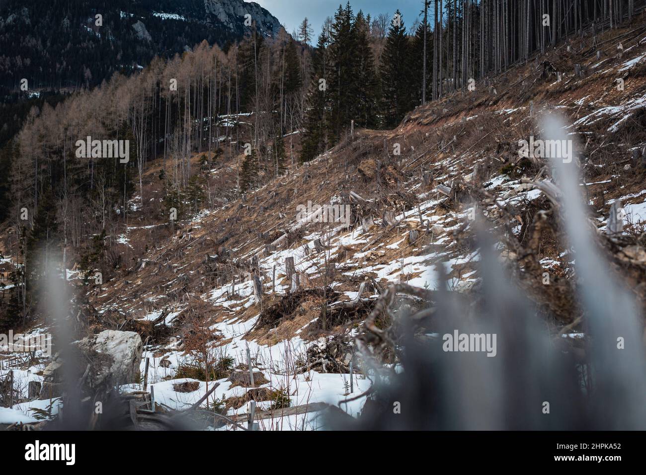 Deforestation and environmental destruction in a pine forest. Aerial ...