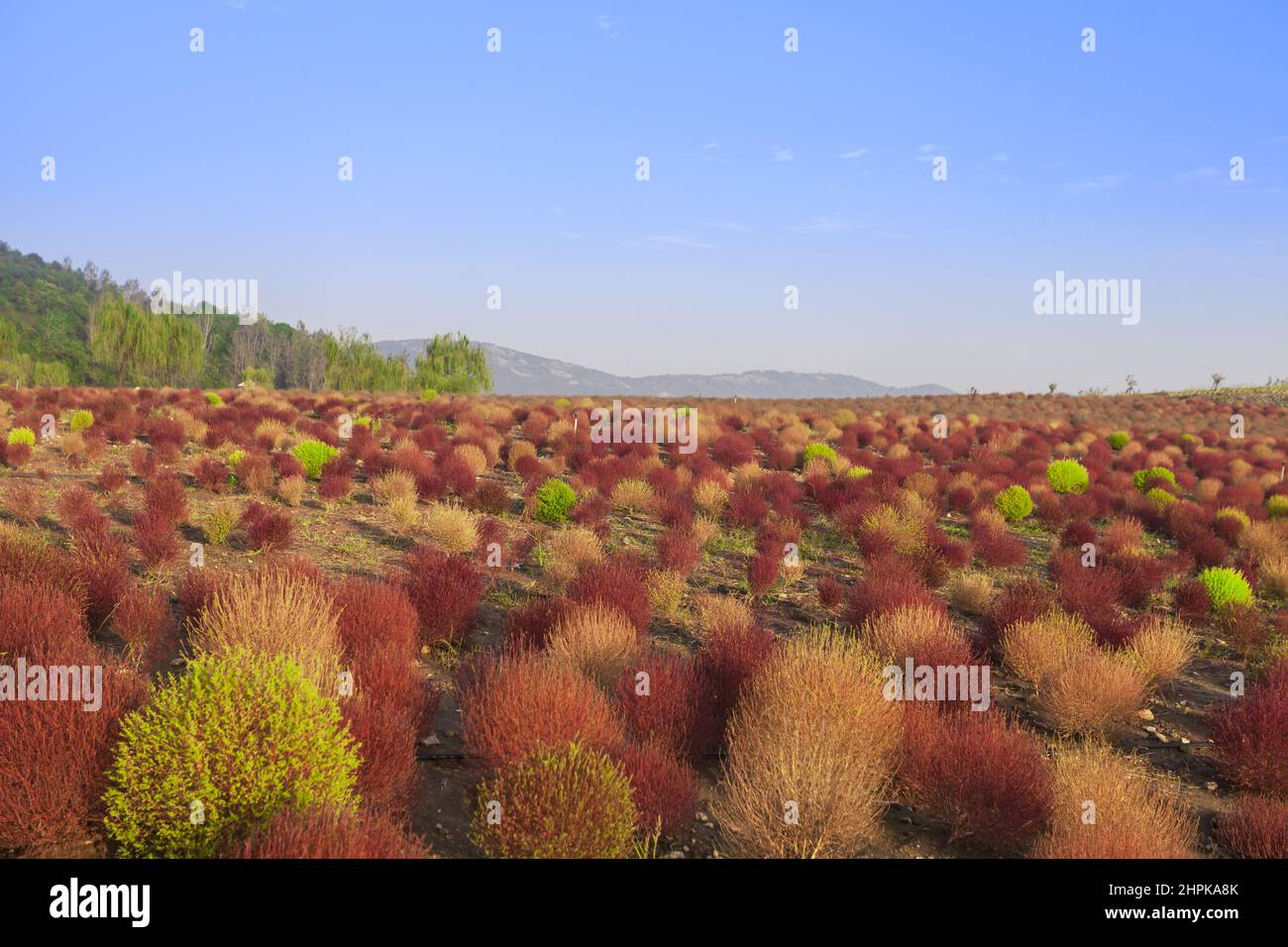Kochia scoparia grass hi-res stock photography and images - Alamy