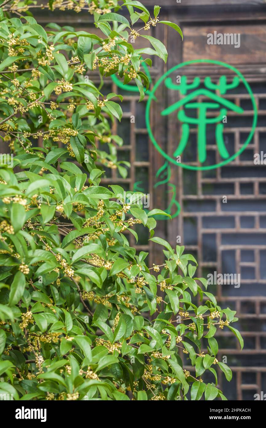 Golden osmanthus hi-res stock photography and images - Alamy