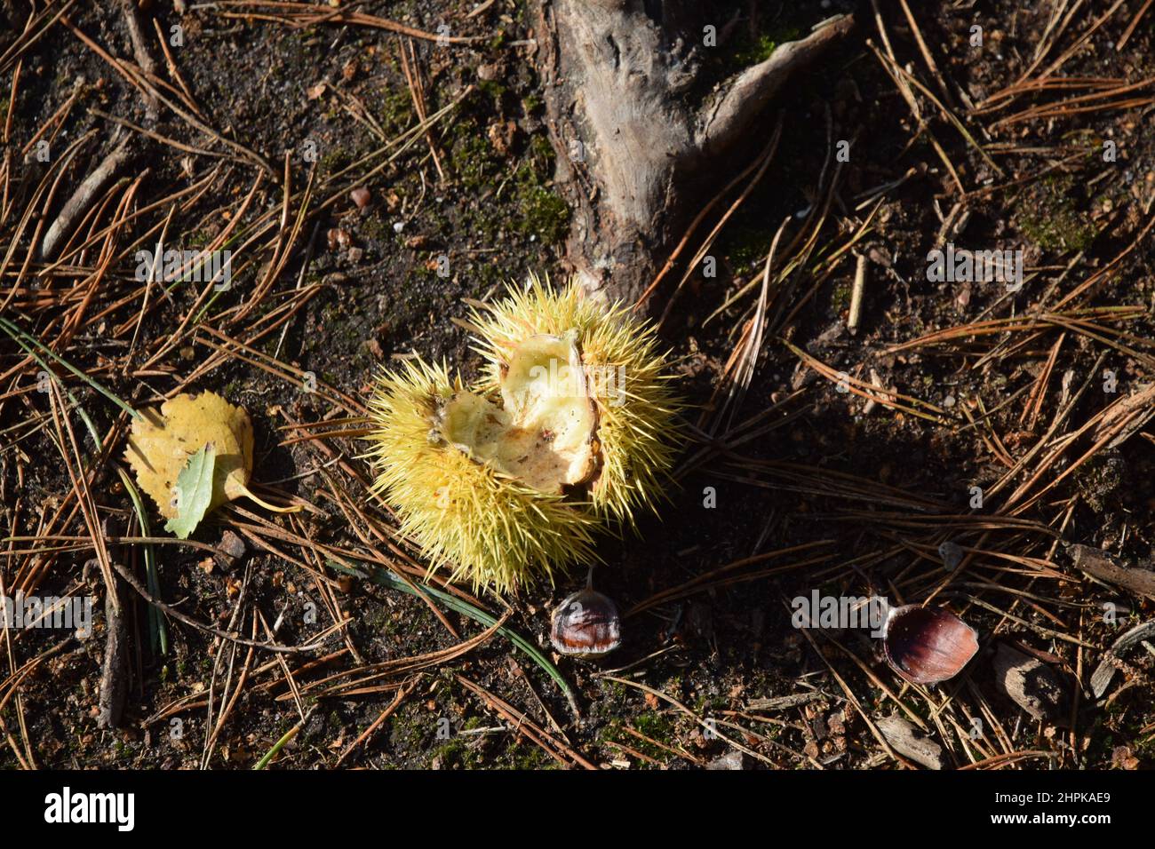 sweet chestnut shells,, england Stock Photo - Alamy