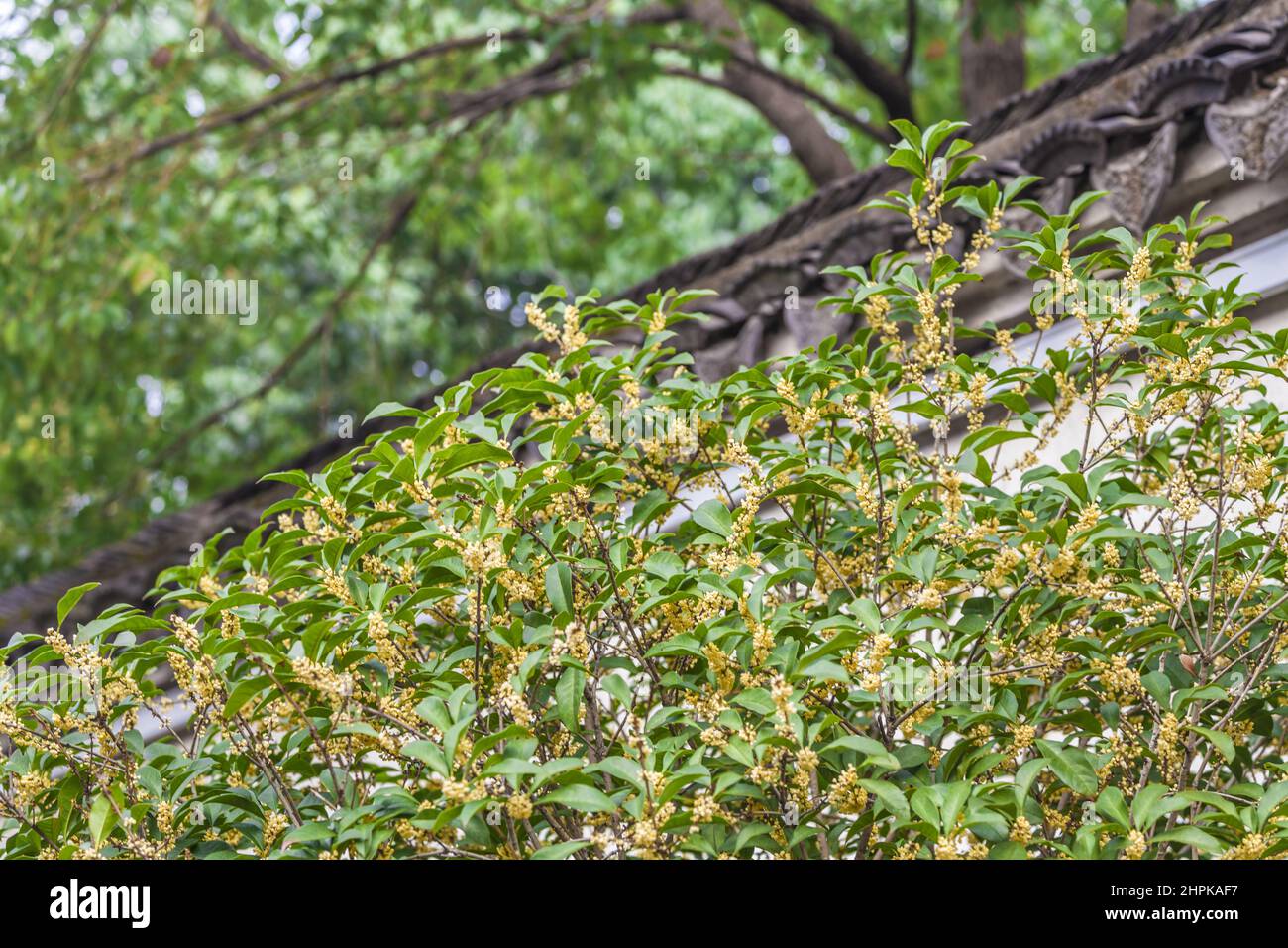 Golden osmanthus hi-res stock photography and images - Alamy