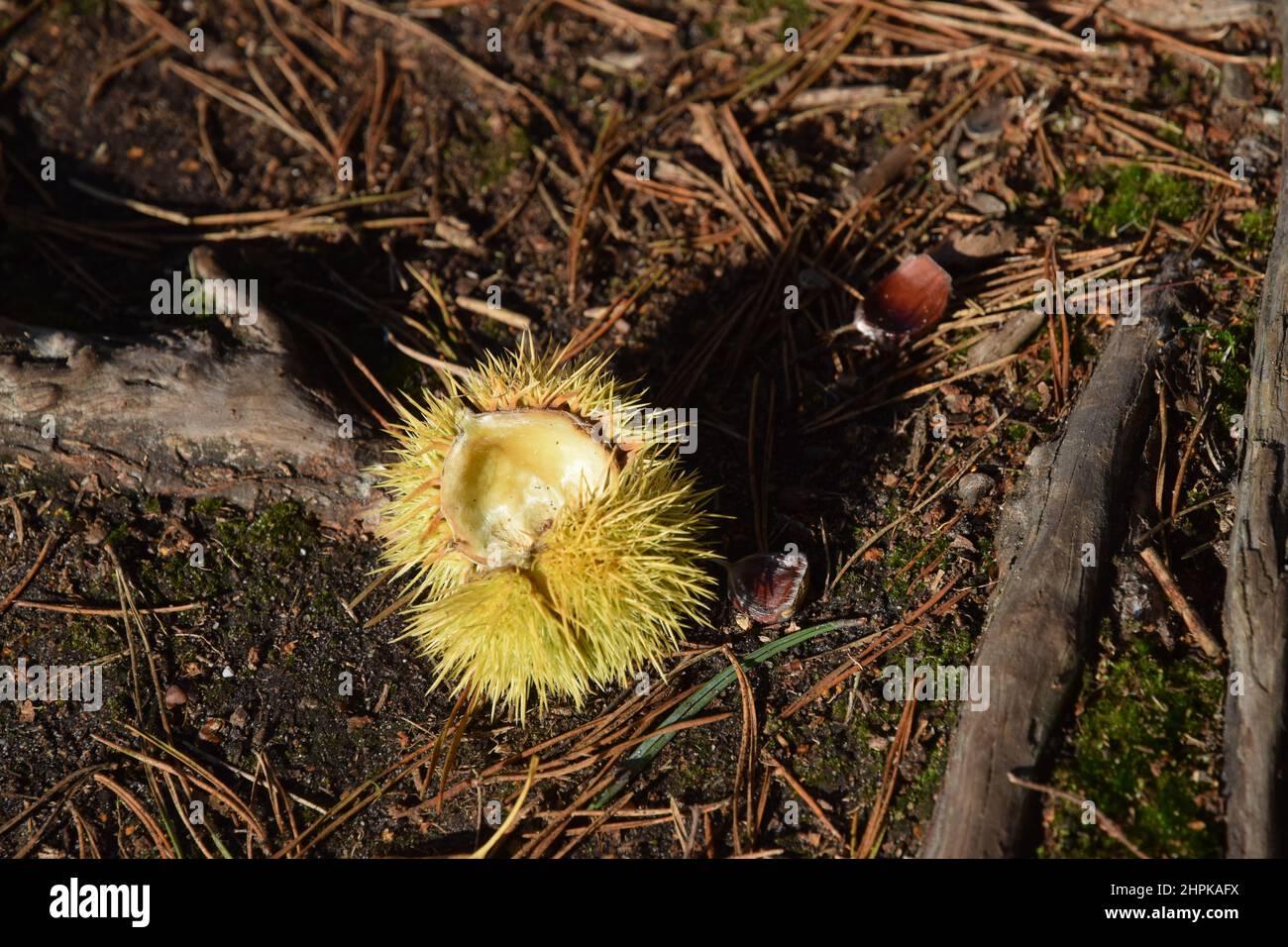 Empty conker shell hi-res stock photography and images - Alamy