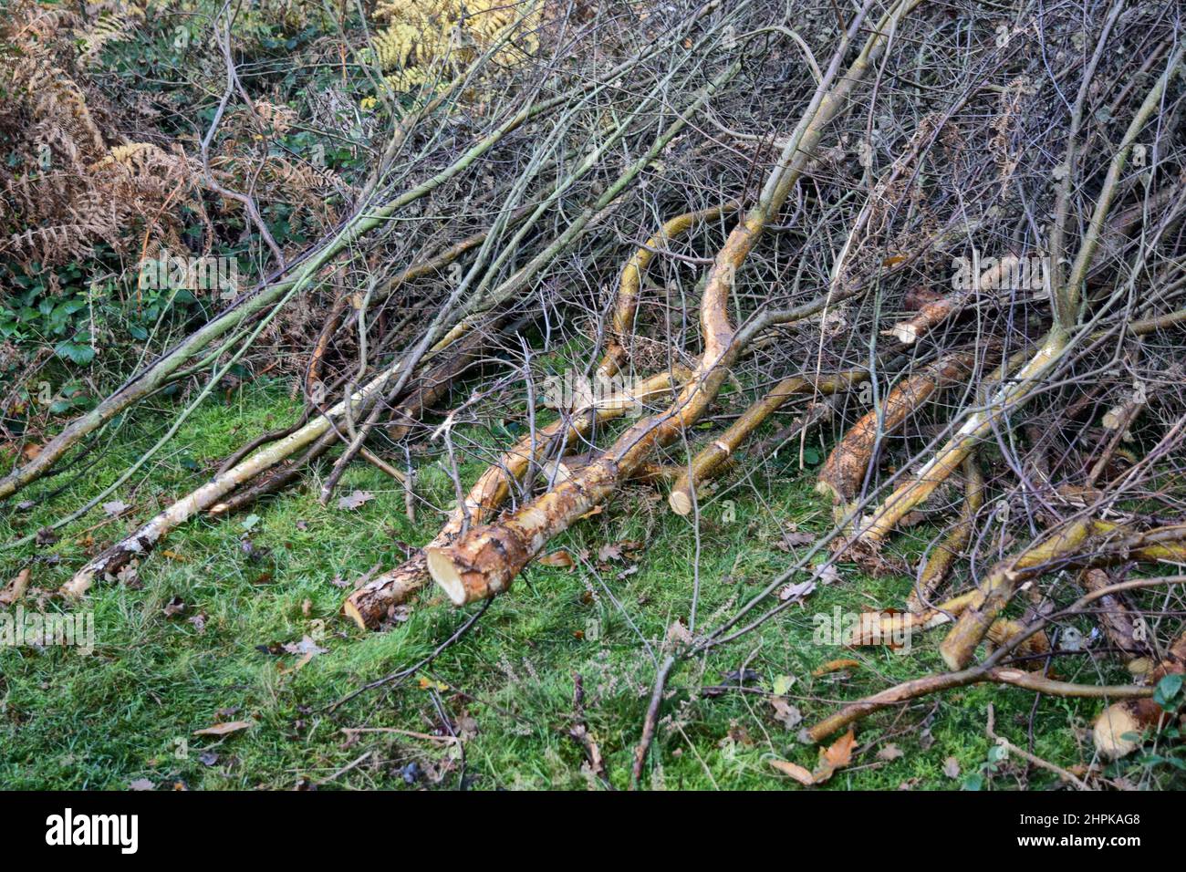 Row branches hi-res stock photography and images - Alamy