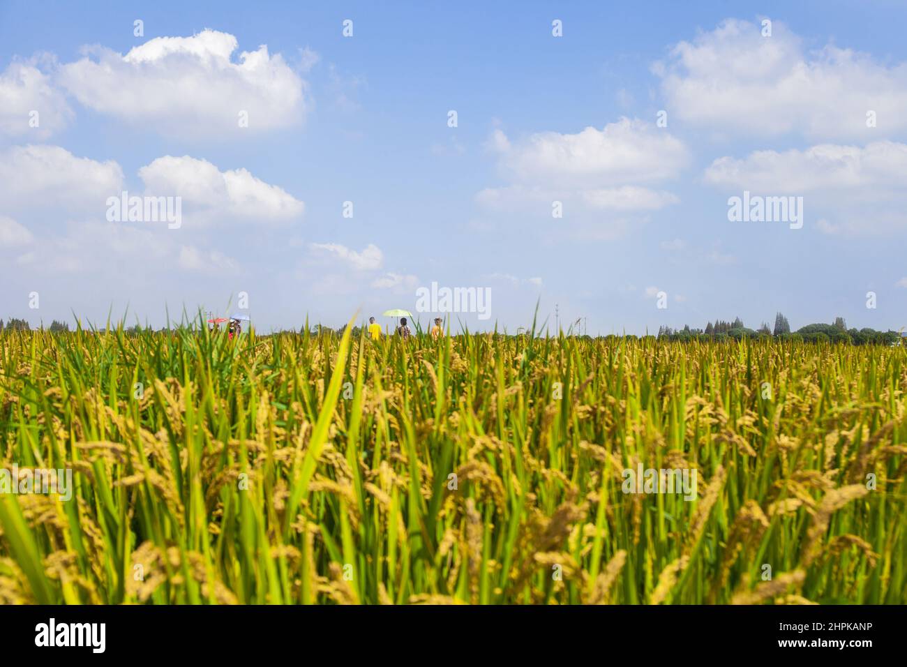 Rice paddies landscape Stock Photo - Alamy