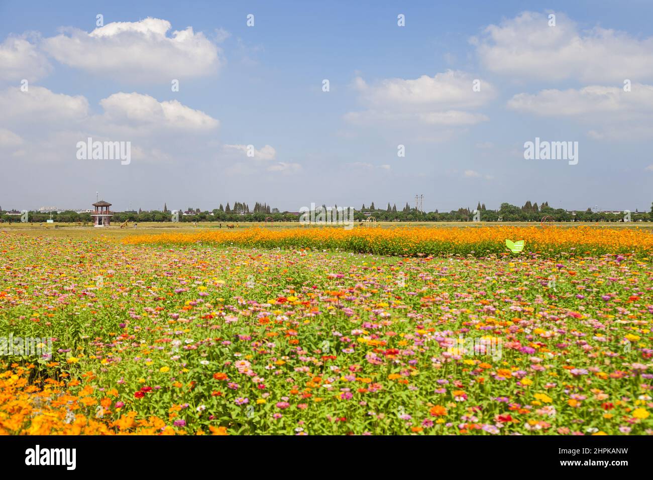 Flowers and beautiful scenery Stock Photo - Alamy