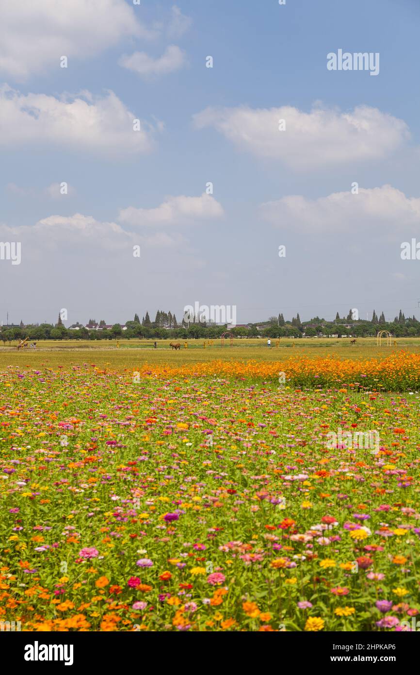 Flowers and beautiful scenery Stock Photo - Alamy
