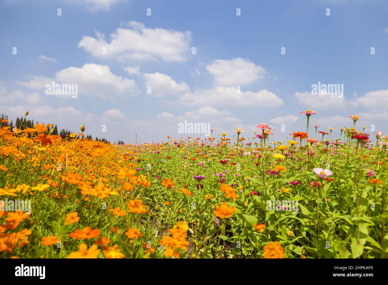 Flowers and beautiful scenery Stock Photo - Alamy