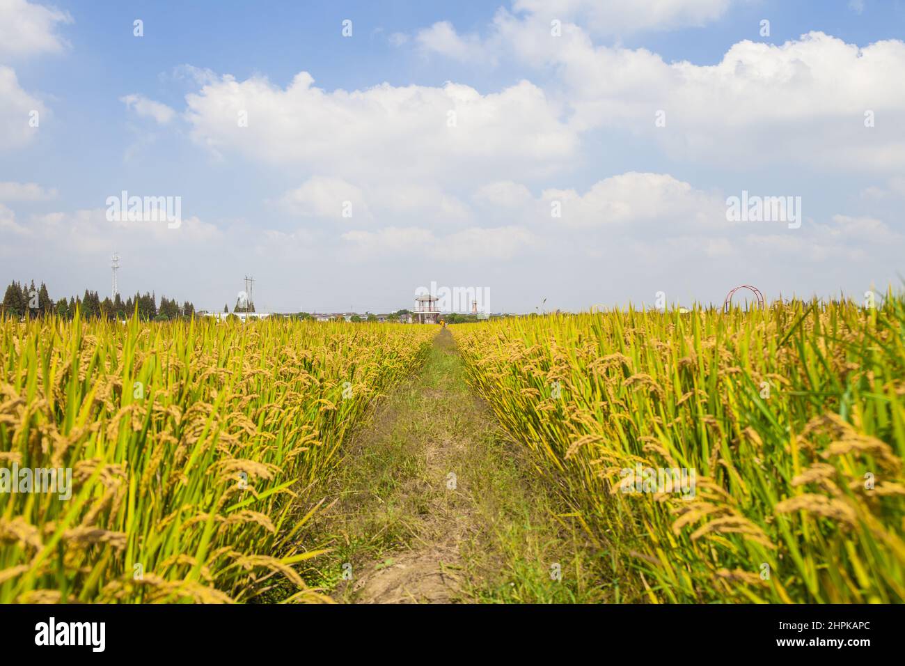 Rice paddies landscape Stock Photo - Alamy