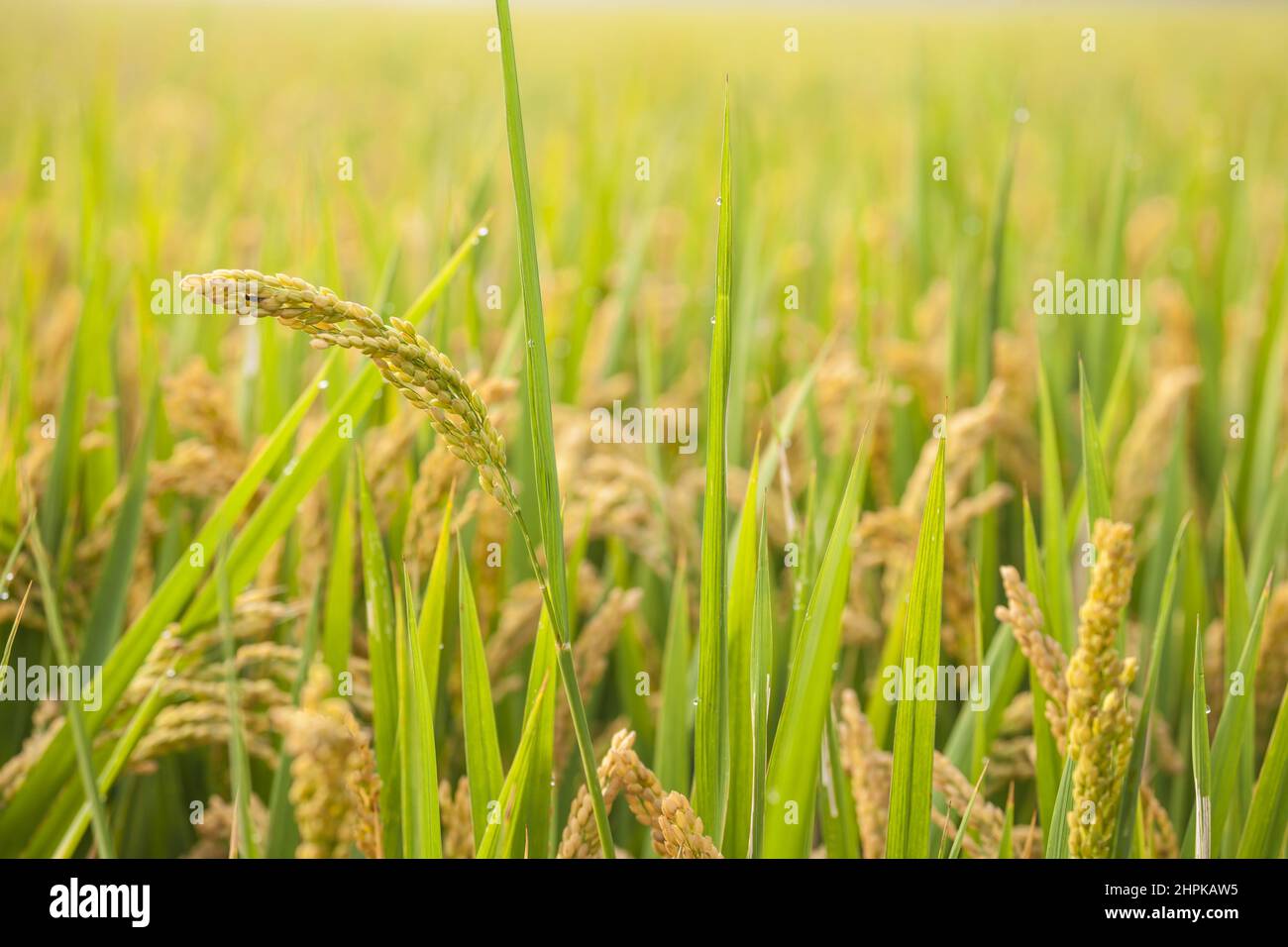 Rice paddies landscape Stock Photo - Alamy