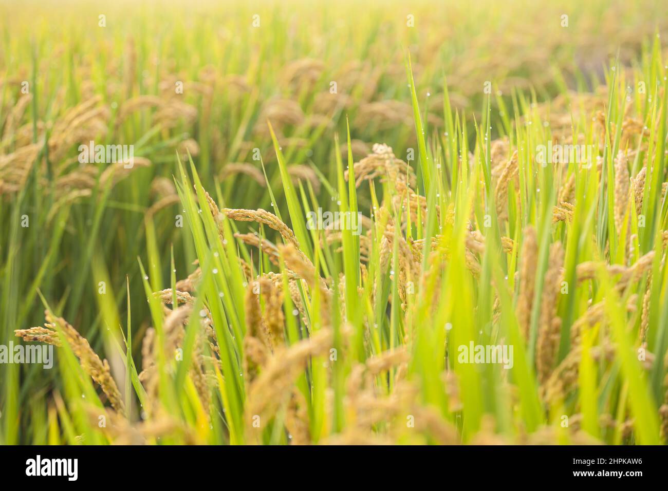 Rice paddies landscape Stock Photo - Alamy